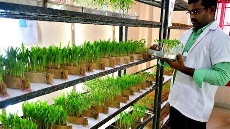 Farmers Asked To Do Seed Testing For Higher Yield The Hindu