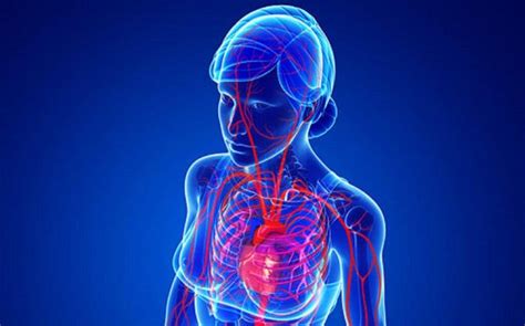 动脉和静脉的区别 动脉、静脉和毛细血管有什么区别？ 知乎