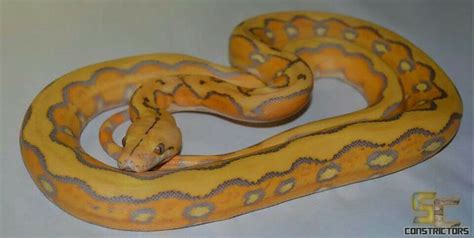 Purple Super Sunfire Scconstrictors Ball Python Morphs Ball Python Purple Super Sunfire Scconstrictors Ball Python Morphs Ball Python