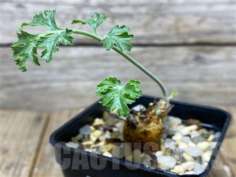 Shpr14689 Pelargonium Crithmifolium Cactus Online