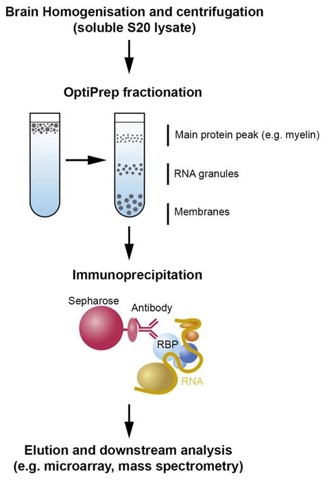 Workflow For Neuronal Rnp Isolation And Subsequent Downstream Analysis