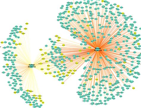 Figure S1 A Comparison Between Human And Mouse Zc3h11a Interactome