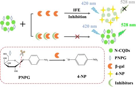 Schematic Illustration Of The N Cqd Based Fluorescence Nanoprobe For Download Scientific