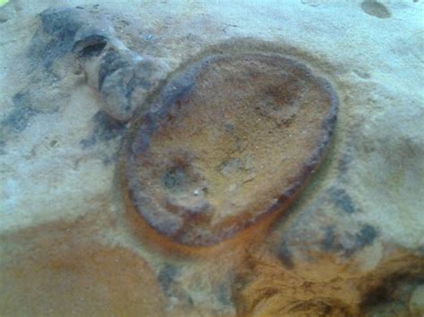 Crinoid Base Mold Member Collections The Fossil Forum