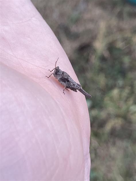 Whats This Silly Looking Grasshopper I Found Called Rwhatsthisbug