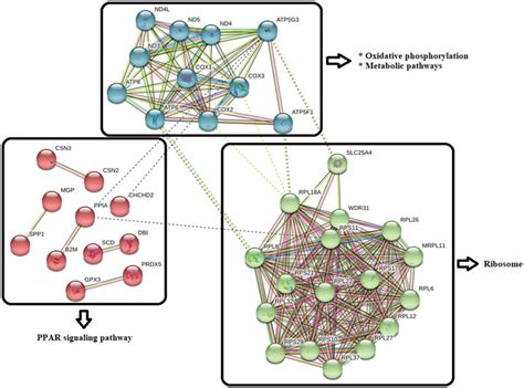String Analysis Shows That Differentially Expressed Genes Are Involved