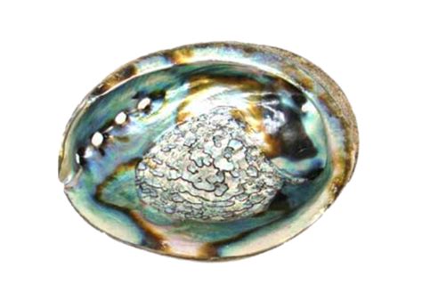Abalone Shell Metaphysical Supplies And Ts Esoteric Mama