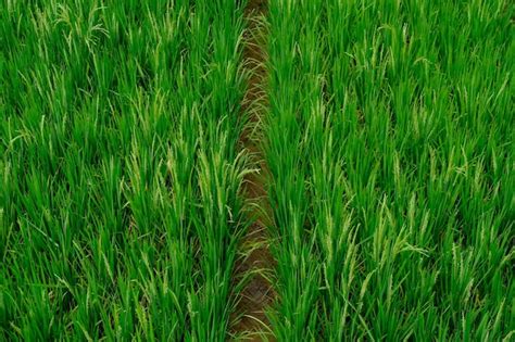 열대 지방의 푸르고 비옥한 논 오리자 사티바 쌀은 대부분의 아시아인의 주식입니다 프리미엄 사진