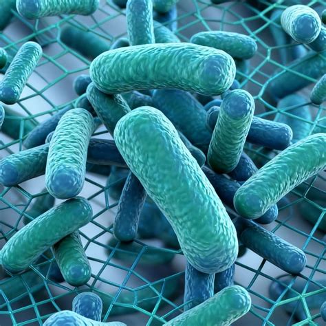 Limosilactobacillus Reuteri Probiotic Strains Minsheng Zhongke