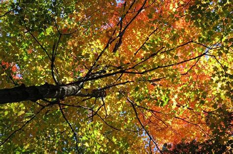 Types Of Deciduous Trees Examples Wildlife Informer
