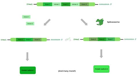 Rna Transcription Enzymes And Processes On The Mcat Medlife Mastery
