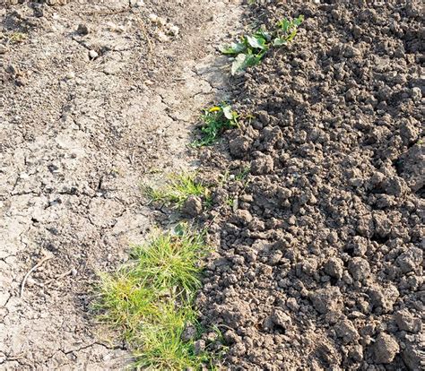 Fix Compacted Soil Arborjet