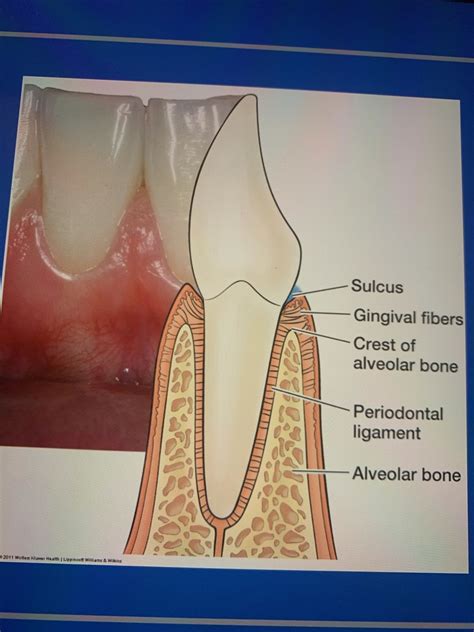 Define Gingiva At Oliver Howell Price Blog