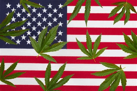 New Survey Reveals Most Desirable Weed Strain In America Greenstate