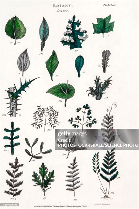 Botanical Linnean Classification 19th Century Illustration High Res Vector Graphic Getty Images