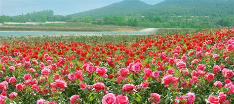 干花类 米利生物