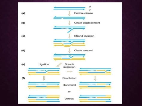 Recombination Modelspdf