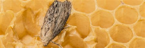 Огневка, Восковая Моль, Натур продукт 59 2024 | ВКонтакте