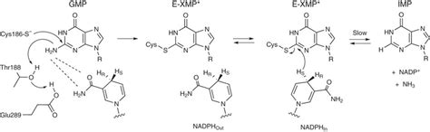 The Mechanism Of GMPR Download Scientific Diagram