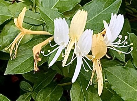 Using Hyperspectral Imaging Classifying Soybean Varieties 奥谱天成（厦门）光电有限公司