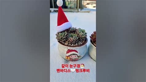 🎅모래요정귀요미겨울화분호프공방핑크루비벤바디스 Youtube