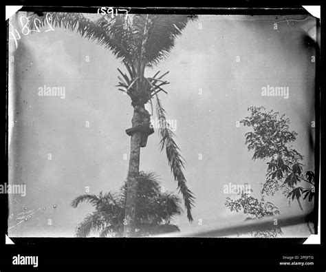 Man Climbing Tree Stock Photo Alamy