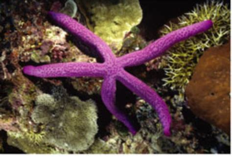 Echinoderms Flashcards Quizlet