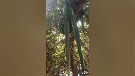 මෙහි නියම නම දන්නවාද මෙම ගසෙන් අපට ඇති ප්‍රයෝජන Youtube