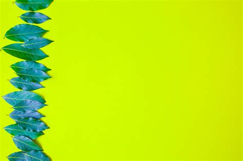 노란색 배경에 녹색 나뭇잎 건강 한 라이프 스타일 사진 아름 다운 벽지 자연 개념입니다 미니 멀 0명에 대한 스톡 사진 및 기타 이미지 Istock