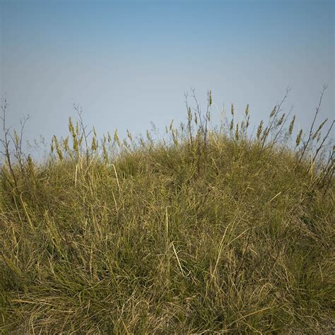 Wild Grass 3d Model 40 Ma Fbx Free3d