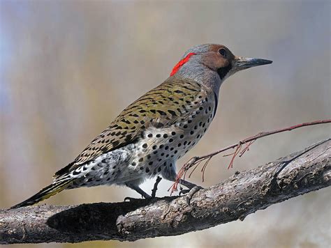 Northern Flicker Profile Photograph By Dennis Cox Photo Explorer Fine Art America