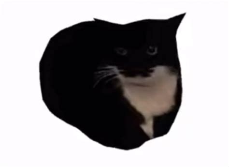 Maxwell Cat Sticker Maxwell Cat Maxwell Cat Discover Share Gifs Artofit