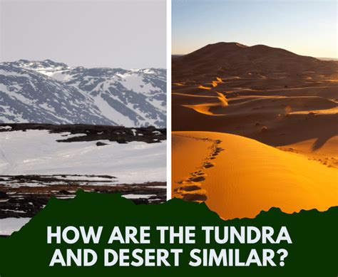 How Are The Tundra And Desert Similar Fool Proof Guide