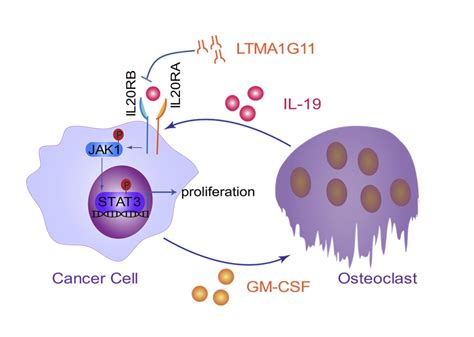Osteoclast Cell