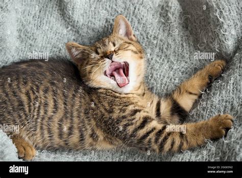 Lazy Kitten