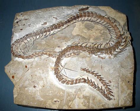 35 Facts About Ancient Snake Fossil