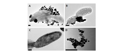 Frontiers In Microbiology Article Biology