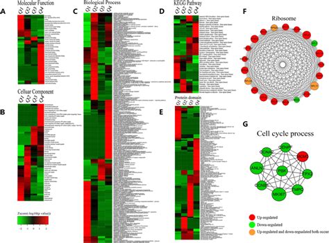 clustering analysis of the quantified acetylome based on the functional