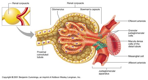Meet 생물 신장 1 사구체의 여과 사구체 여과율gfr 치밀반세포macula Densa 네이버 블로그