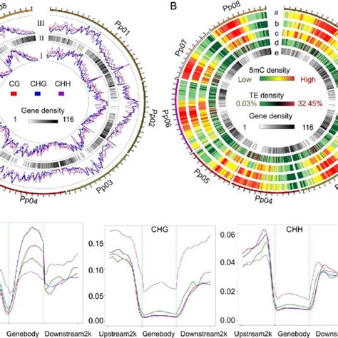 Morphology Of Leaf Explants During Callus Induction A Leaf Explants