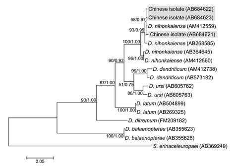 phylogenetic tree constructed by using the maximum likelihood algorithm
