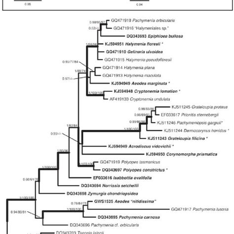 Bayesian Phylogram Inferred From The Combined Lsu Rbcl Data Supports