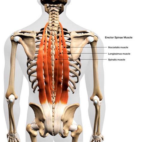 Multifidus And Erector Spinae
