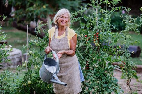 Mature Woman In Garden At Home Watering Vegetables Stock Image Image