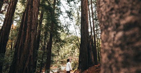 4k 바탕화면 가을 벽지 가을의 나무 경치 공원 광각 광각 촬영 나무 단풍 도로 독창적 인 사진 등산로 따뜻한 떨어진 나뭇잎 마른 잎 마운틴