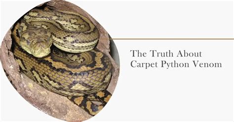 Are Carpet Pythons Venomous Are Carpet Pythons Venomous