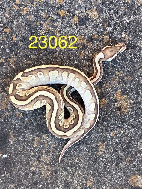 Lesser Fire Pastel Het Clown Ball Python By Sos Amador Morphmarket