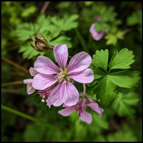 5 Wild Geranium Roots Cranesbill Spotted Purple Flower Geranium