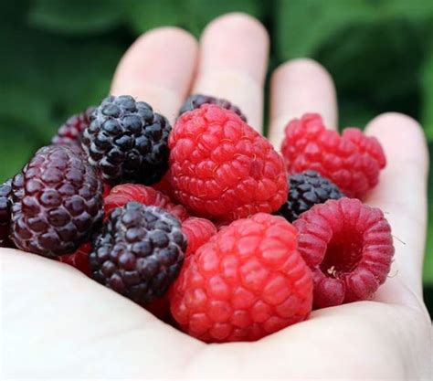 Raspberry Picking Stony Hill Farms Chester Nj