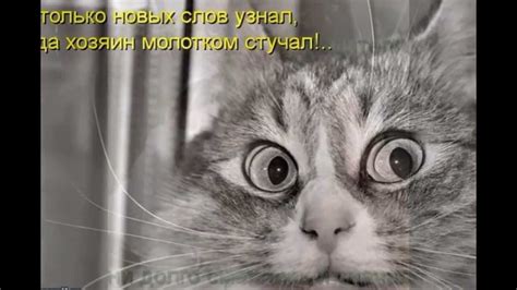 мои котики и собачки - YouTube